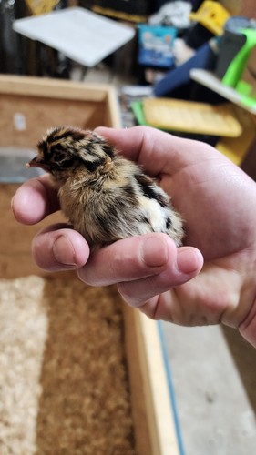 1 Dozen Golden Deathlayer Hatching Eggs (12) Purebred Rare Breed | eBay