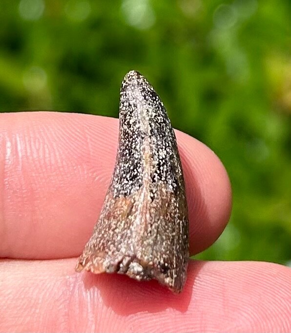 NICE Madagascar Fossil Crocodile Tooth Mahajangasuchus Cretaceous Croc ...