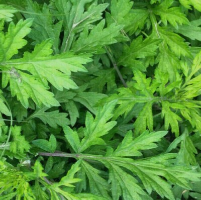 8 Plants Mugwort - Artemisia Argyi - Wormwood Herb - Ai Cao - Deer ...