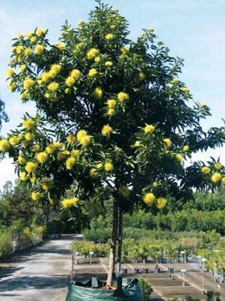 GOLDEN PENDA 30 SEEDS XANTHOSTEMON CHRYSANTHUS FLOWERING TREE | eBay
