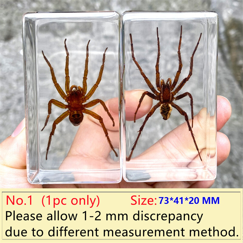 Insect In Resin Specimen Paperweight Tarantula Collection Science ...