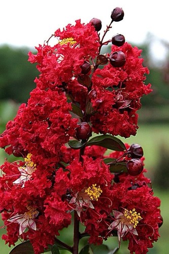 LIVE PLANT CREPE MYRTLE TREES RED ROCKET FLOWERING CRAPE BUSH SHRUB 3FT ...