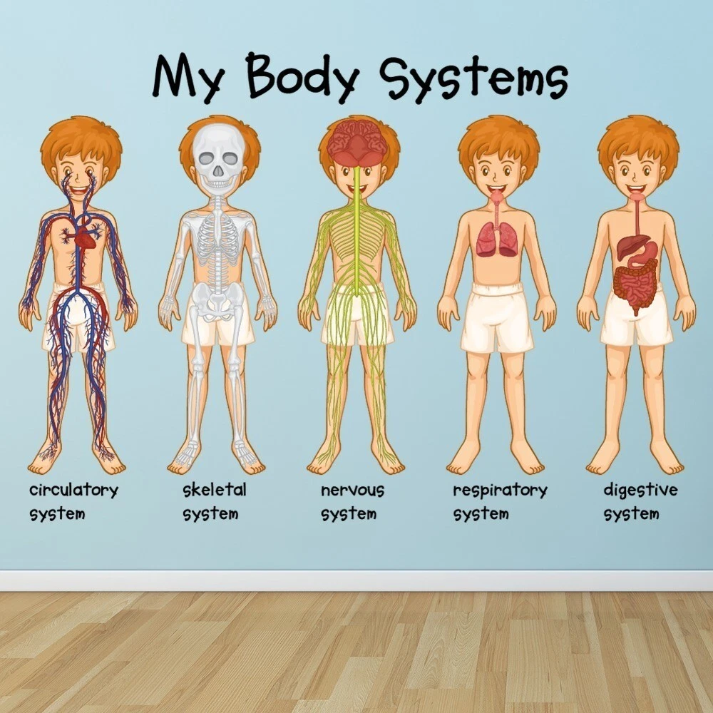 Human Biology Cartoon