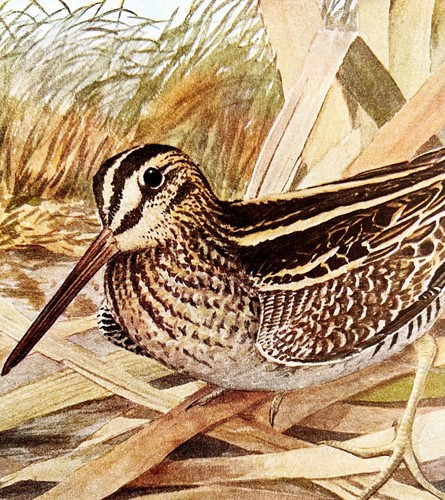 Wilson's Snipe 1936 Bird Lithograph Color Plate Print DWU12C | eBay