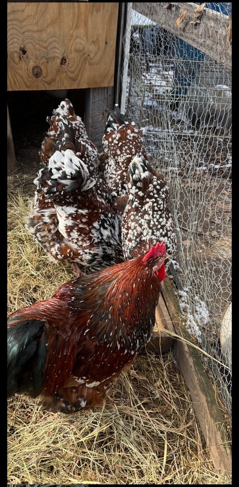 6 Orpington Eggs Blue Mottled, Jubilee, Chocolate | eBay