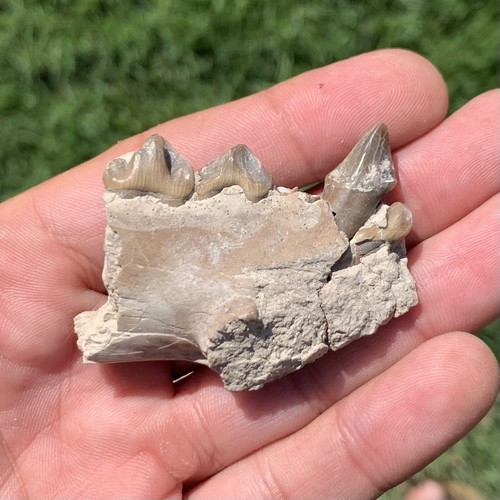 Fossil Merycoidodon Oreodont Teeth In Jaw, White River Badlands, | eBay