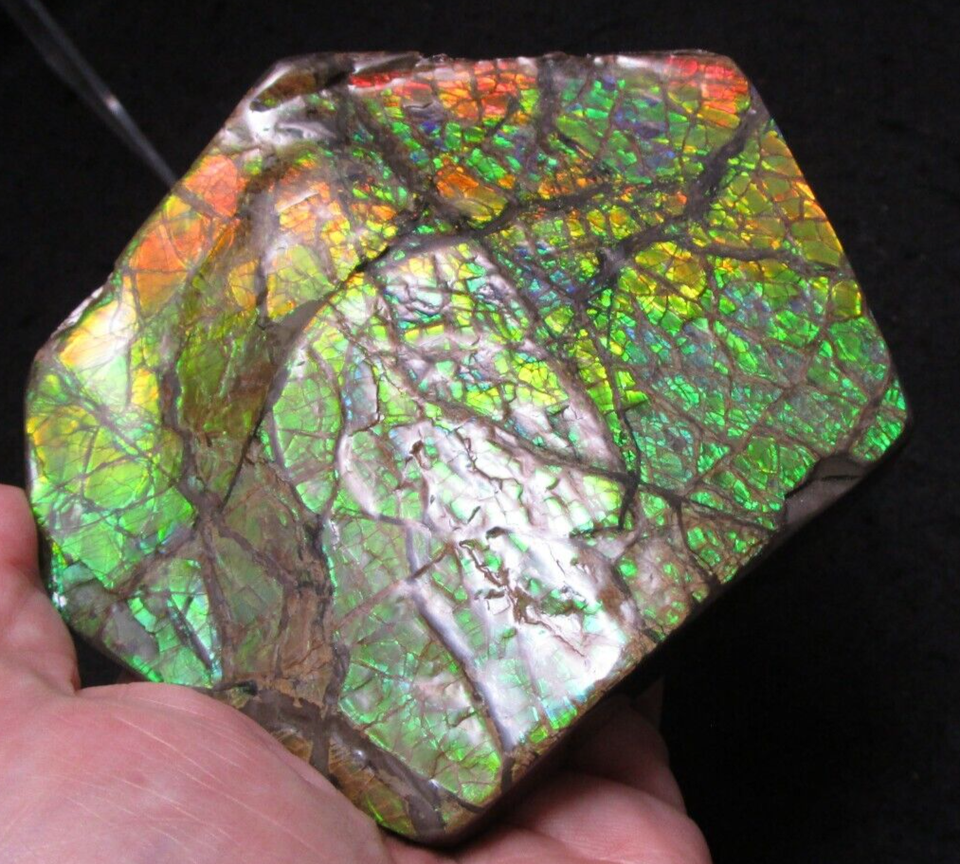 * A+++ Large Gem Quality Canadian Red & Green Ammolite Ammonite ...
