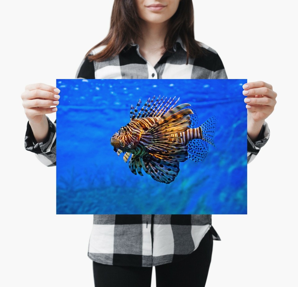A3| Awesome Lion Fish Poster Size A3 Ocean Sea Marine Diver Poster Gift ...
