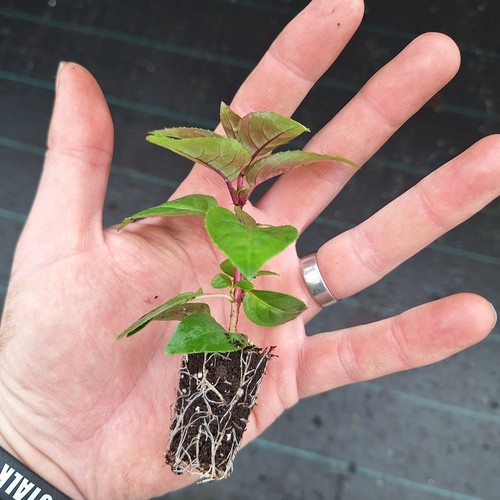 FUCHSIA BELLA MARIA- 6 Plug Plants | eBay UK