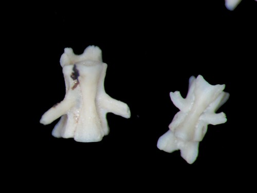 Permian Sillerpeton Aistopod Phlegethontia amphibian vertebra fossil ...