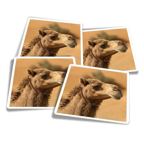 4x Square Stickers 10 cm - Amazing Happy Camel Animals Desert #8752 ...