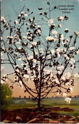 Cotton Stalk Loaded with Cotton Postcard | eBay
