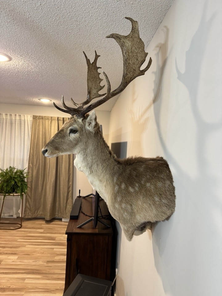🦌 Three Deer Shoulder Mounts for Sale – Fallow, Whitetail & Mule Deer ...
