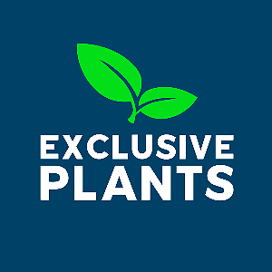 Exclusive Plants | eBay Australia Stores