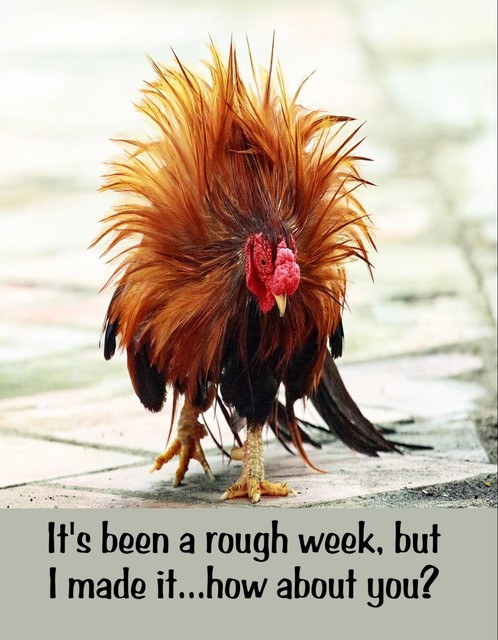 METAL REFRIGERATOR MAGNET Rooster Been Rough Week Made It Friend Family ...