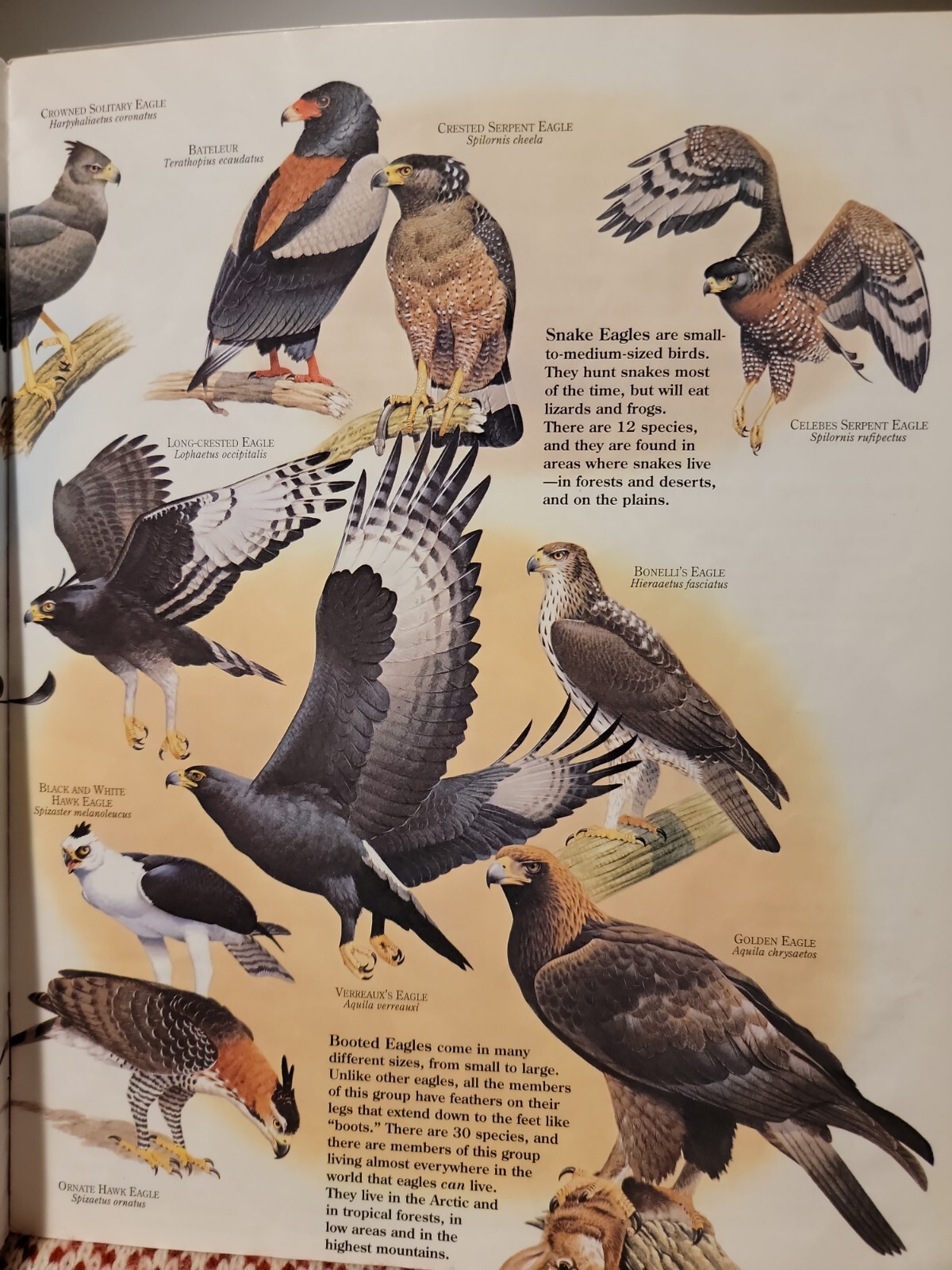 VG Zoobooks Ser.: Eagles by Ltd. Staff Wildlife Ed. (PB 1997 ...