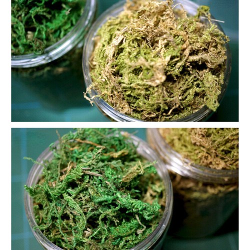 HO/OO Scale Bush Grasses Miniatures Forest Garden Plant Railway Scenery ...