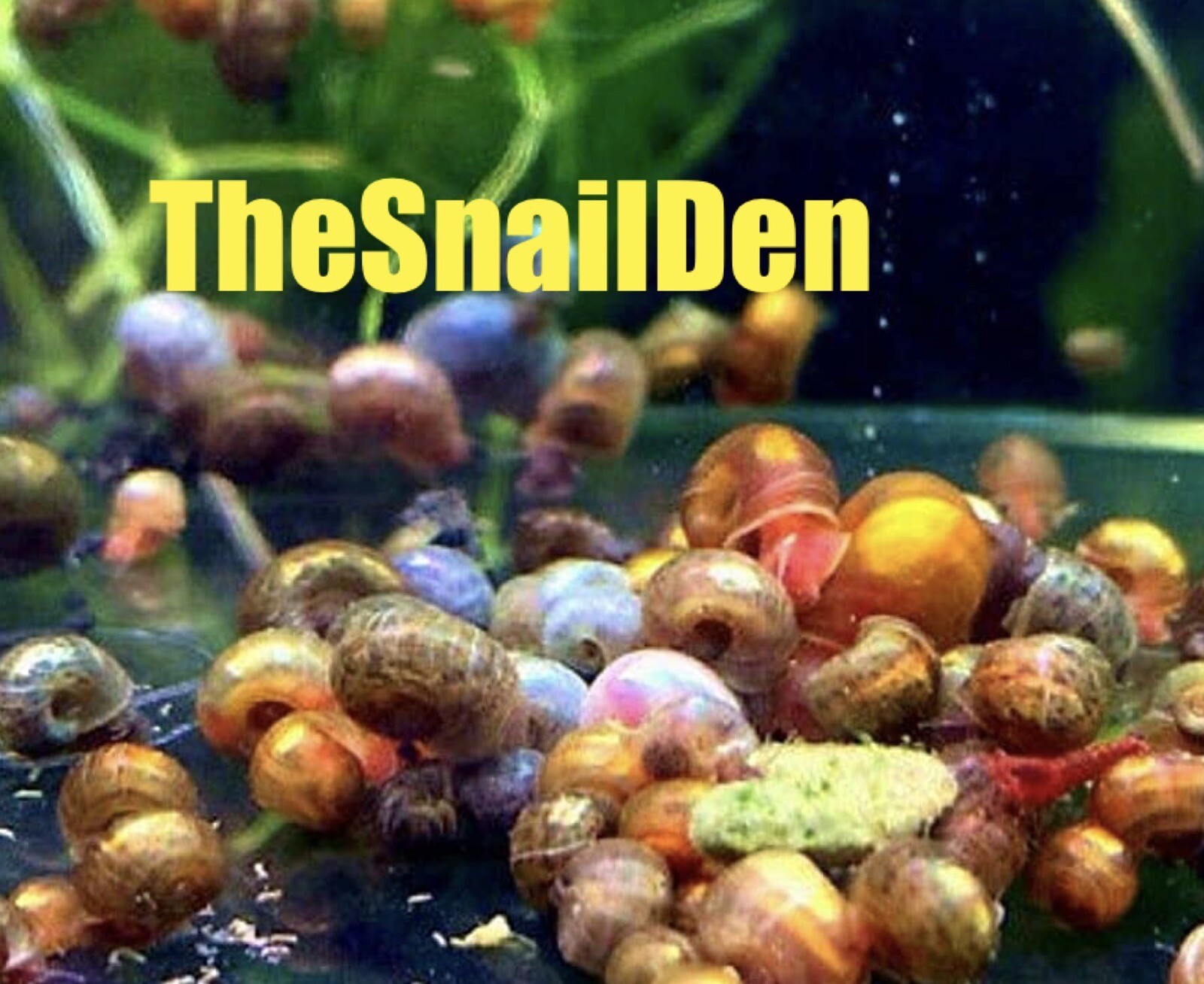 10x Mixed Ramshorn Snails Cold Water Tropical Clean Up Crew Aquarium ...