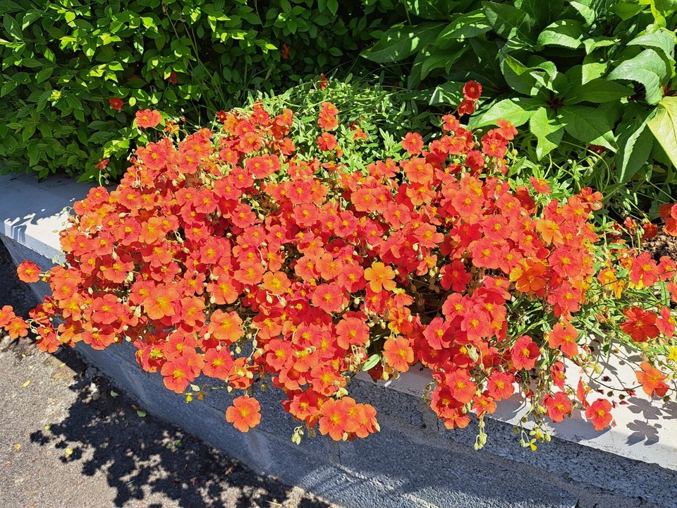 Helianthemum Rock Rose, Orange! Evergreen, 9 cm Pot! | eBay UK