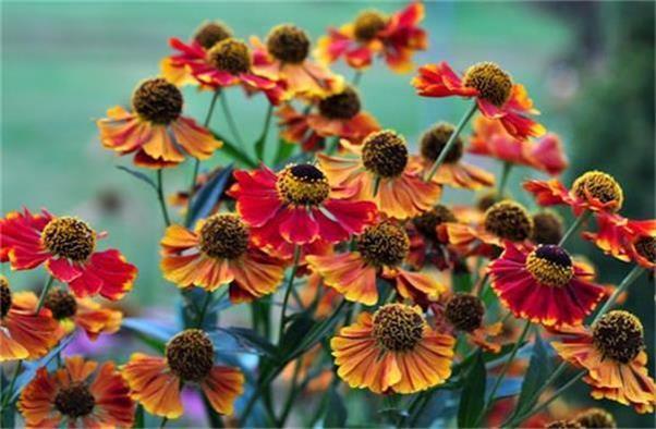 Helenium Autumnale Red & Gold HP, Sow Feb-Oct, Stunning Hardy Perennial ...