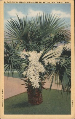 Cabbage Palm (Sabal Palmetto) Bloom,Florida Teich G. W. Romer Linen ...