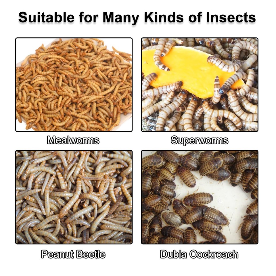 "Mealworm Breeding Kit for Reptiles, Birds, Chickens, and More - High ...