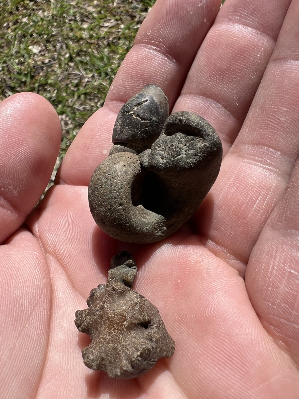 Cretaceous Period Fossil Collection From North Mississippi | eBay