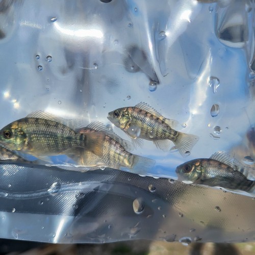Blue Tilapia Fingerling Starter Kit - 25x Fish & 1 lbs Food - Live ...