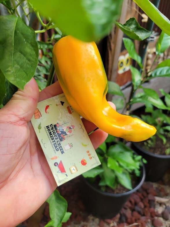 Golden Marconi Rosso Italian Sweet Pepper Seeds Unique Creek Homestead ...