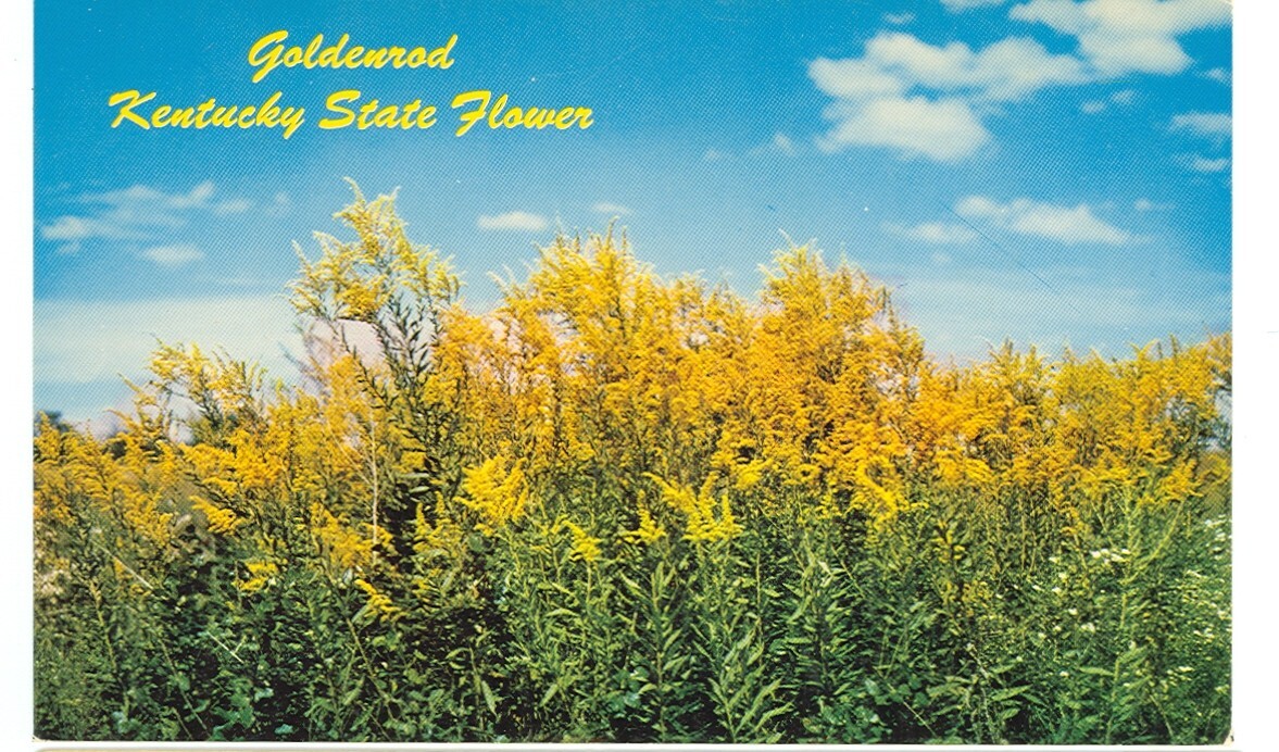 Kentucky State Flower Facts