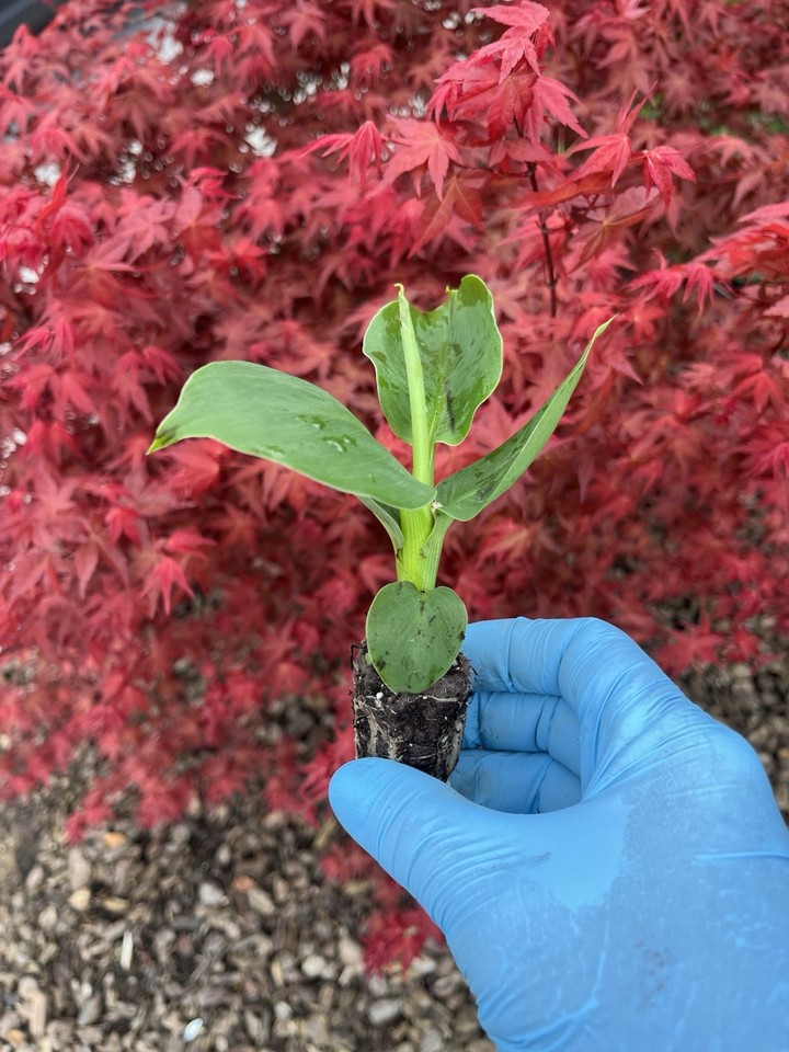 ~TRULY TINY~ Musa Banana Plant~~Live Musa Banana "STARTER" LOWEST PRICE ...