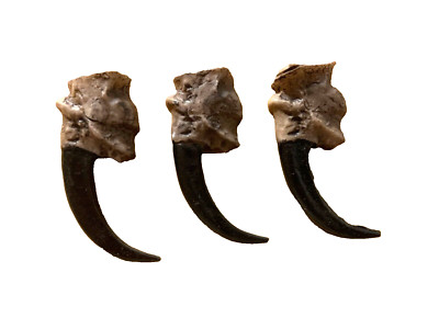 Claws Eagle Talons Claws New Eagle Claws Cast from Real Claws Resin ...
