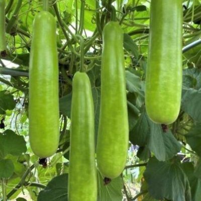 35pcs Long Bottle Gourd Seeds - Non-GMO Calabash Gourd Seeds for ...