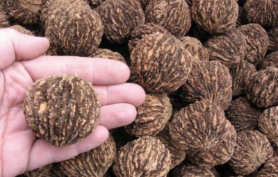 5 Black Walnut Seeds Juglans nigra Perennial Nut Tree Northern Hardy ...