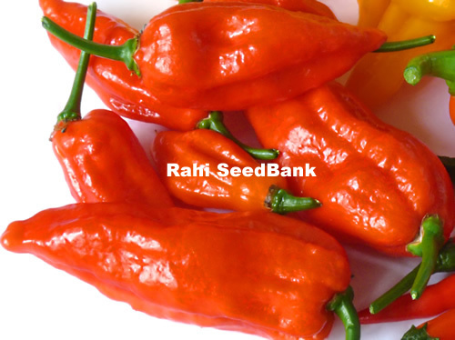 RARE Fatalii Red Chilli - A Catastrophic & Ridiculously Hot Chilli ...
