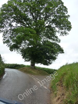 Photo 12x8 Mid Devon : Country Road Junction & Tree Ashill/ST0811 A ...