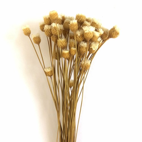 Natural Dry Mini Happy Flower Stems - White | eBay