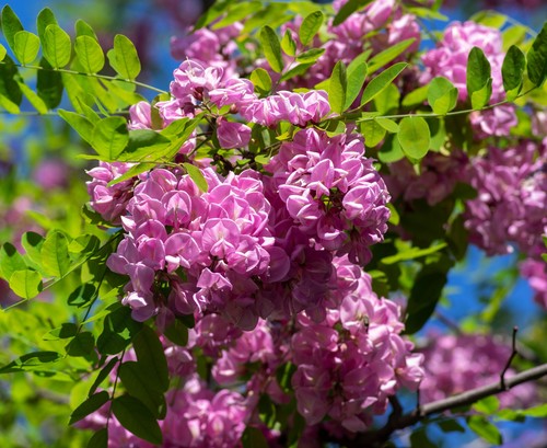Purple Robe Locust - Potted Trees - pink-purple, wisteria-like blooms ...