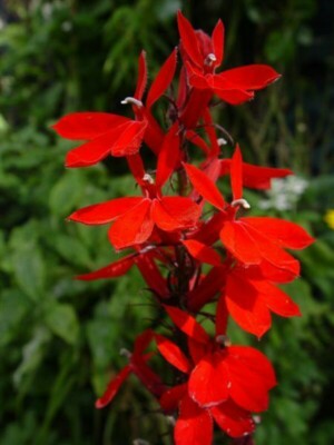 Lobelia cardinalis - Queen Victoria - (1 x Large garden ready plug ...
