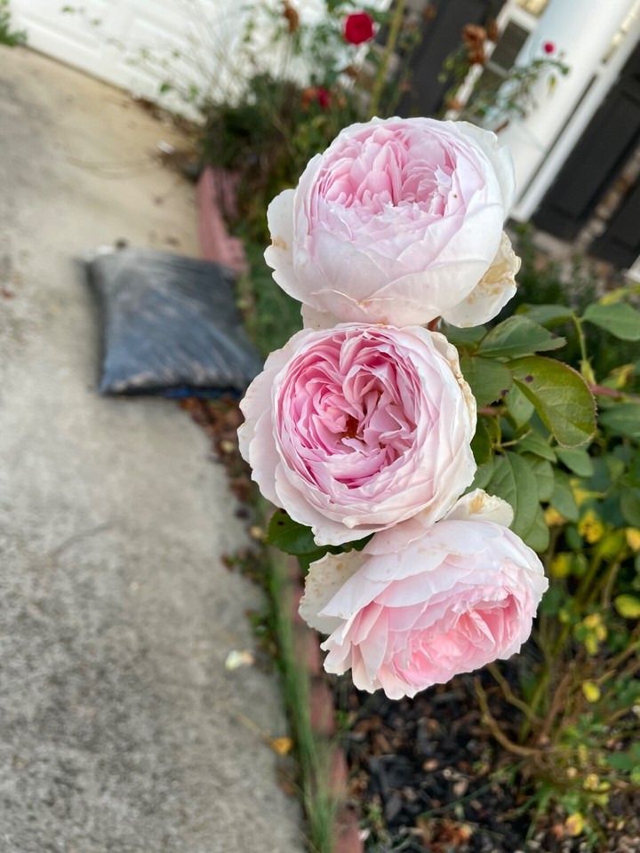 5 cuttings of Earth Angel Rose Plant Live Flower Plant Cuttings Shrub ...
