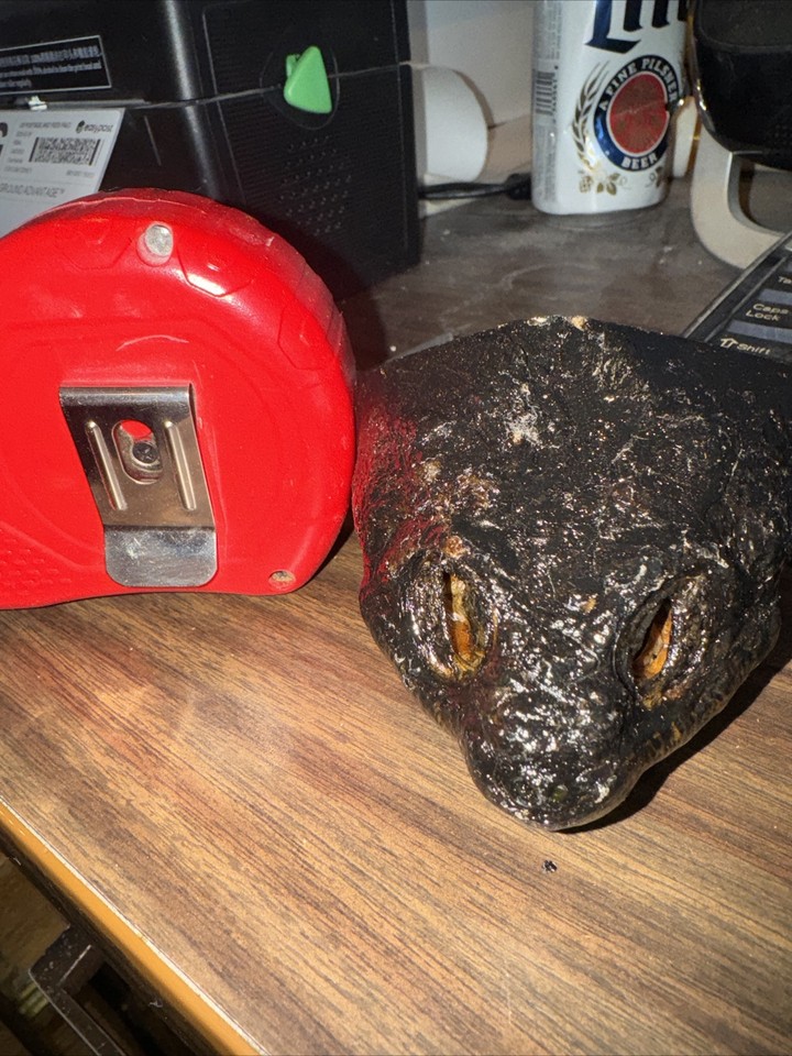 Snapping Turtle Head Taxidermy | eBay