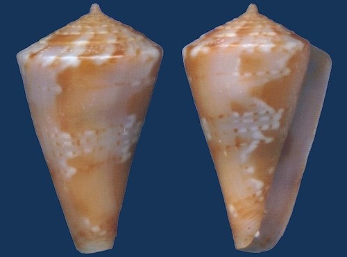 Shell Conus dayriti Seashell | eBay