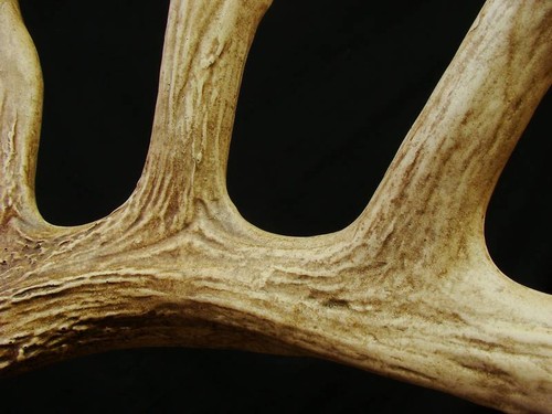 WORLD RECORD 10 POINT REPLICA ,TAXIDERMY DEER ANTLERS | eBay