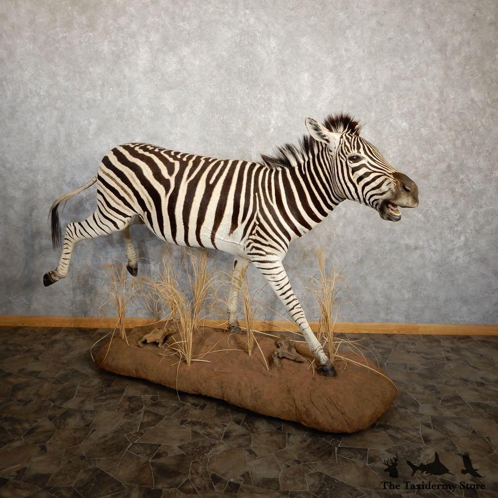 #20214 WC | African Burchell's Zebra Life Size Taxidermy Head Mount ...