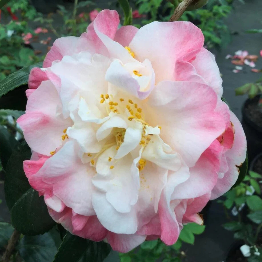 Mrs. Lyman Clarke~Camellia Japonica-Live Starter Plant -Highly Variable ...