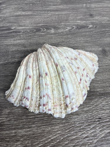 Strawberry White Pink Rippled Bear Claw Seashell Ornament Decoration | eBay