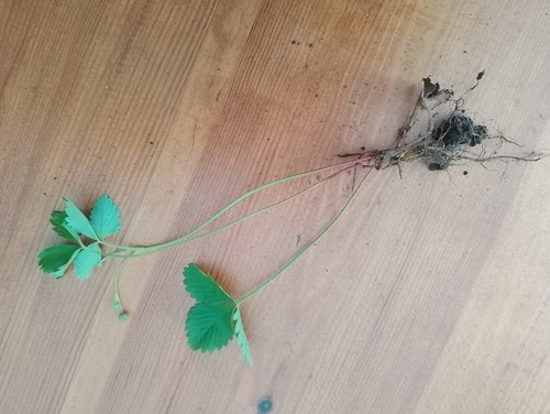 10 Alpine Strawberries Bare Root Plants - Perennials - Hardy - Alpine ...