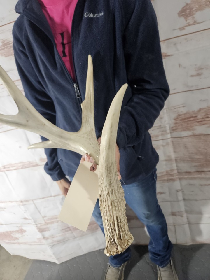 Whitetail Deer Antler Shed Horn Rack Decor 5 Point Man Cave Decor 65 ...