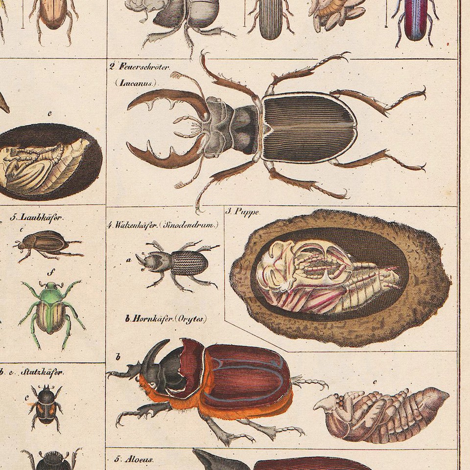 Vintage Poster Print Insects Collection Species Identification ...