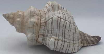 Collector Shell | 1 Striped Fox Conch Sea Shell 6"-7" | Display & Decor ...